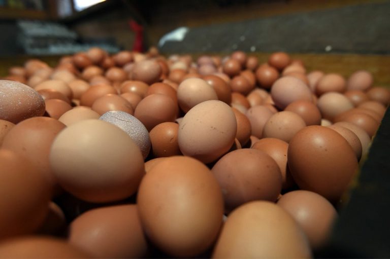 Jelang Nataru, Harga Telur di Banjarmasin Naik Lagi - Wartabanjar