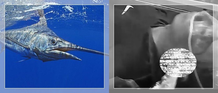 NGERI! Kuping Warga Pamekasan Tertusuk Moncong Ikan Marlin saat ...