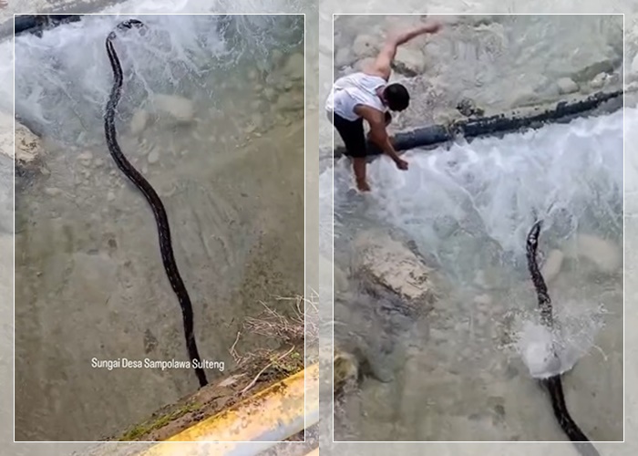 VIRAL! Ular Raksasa Muncul di Sungai Wisata, Pengunjung Malah Melempar ...