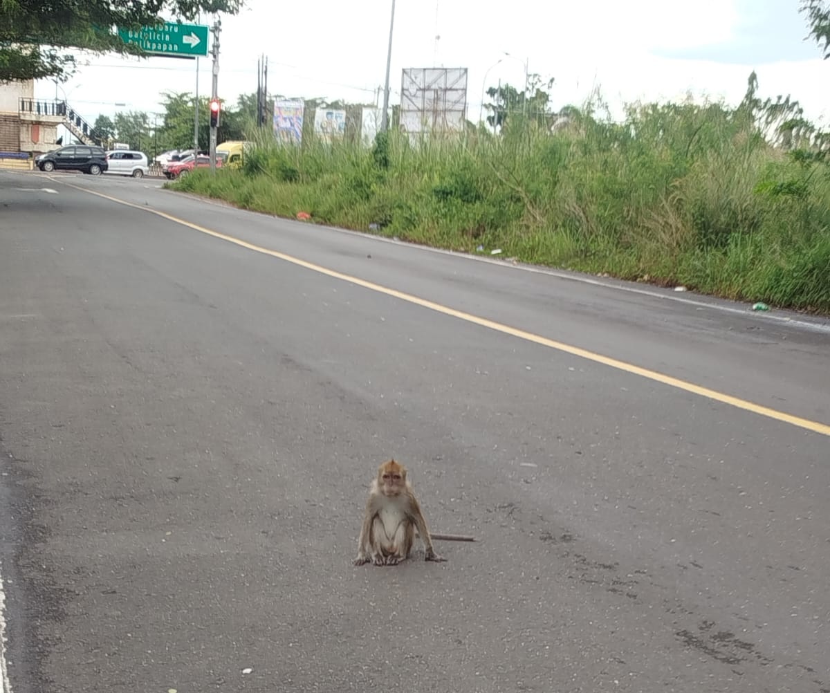 Seekor Monyet Berkeliaran di Jalan A. Yani Arah Terminal Gambut Barakat ...